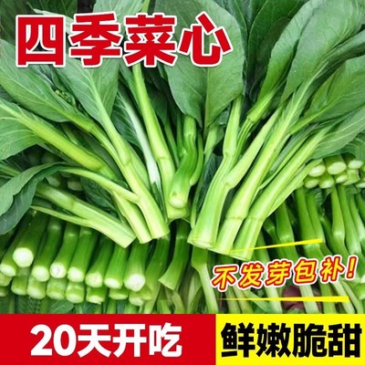 速发四季甜菜心!耐热耐寒还高产!多茬采收!丰感鲜嫩营爽!脆养