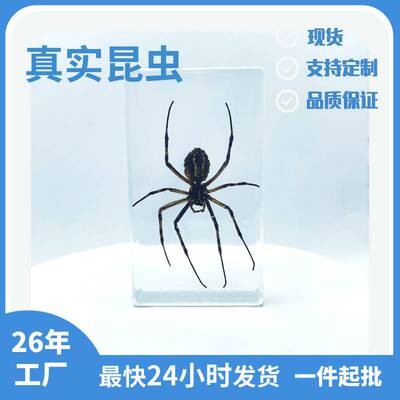 真实昆虫标本滴胶亚克力标本树脂源头厂商直供小动物标本摆件