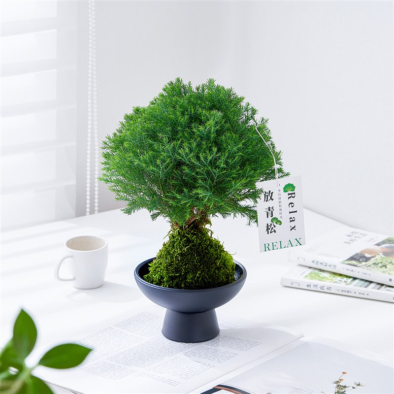 热销放青松雾凇苔藓球植物v室内办公桌面绿植情绪稳定花卉雾松四