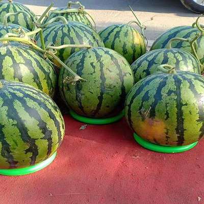 极速西瓜摆放固定器水果店陈列足球防H滑防滚垫塑料托底座圆环装