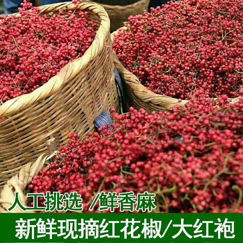 新鲜花椒香麻湿花椒湖北宜昌红花椒大红袍制花椒油花椒现摘红花椒