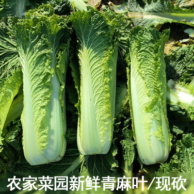 农家自种青麻叶白菜新鲜蔬菜