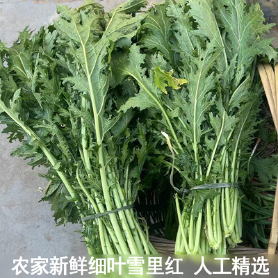 农家新鲜蔬菜雪里蕻雪里红雪菜