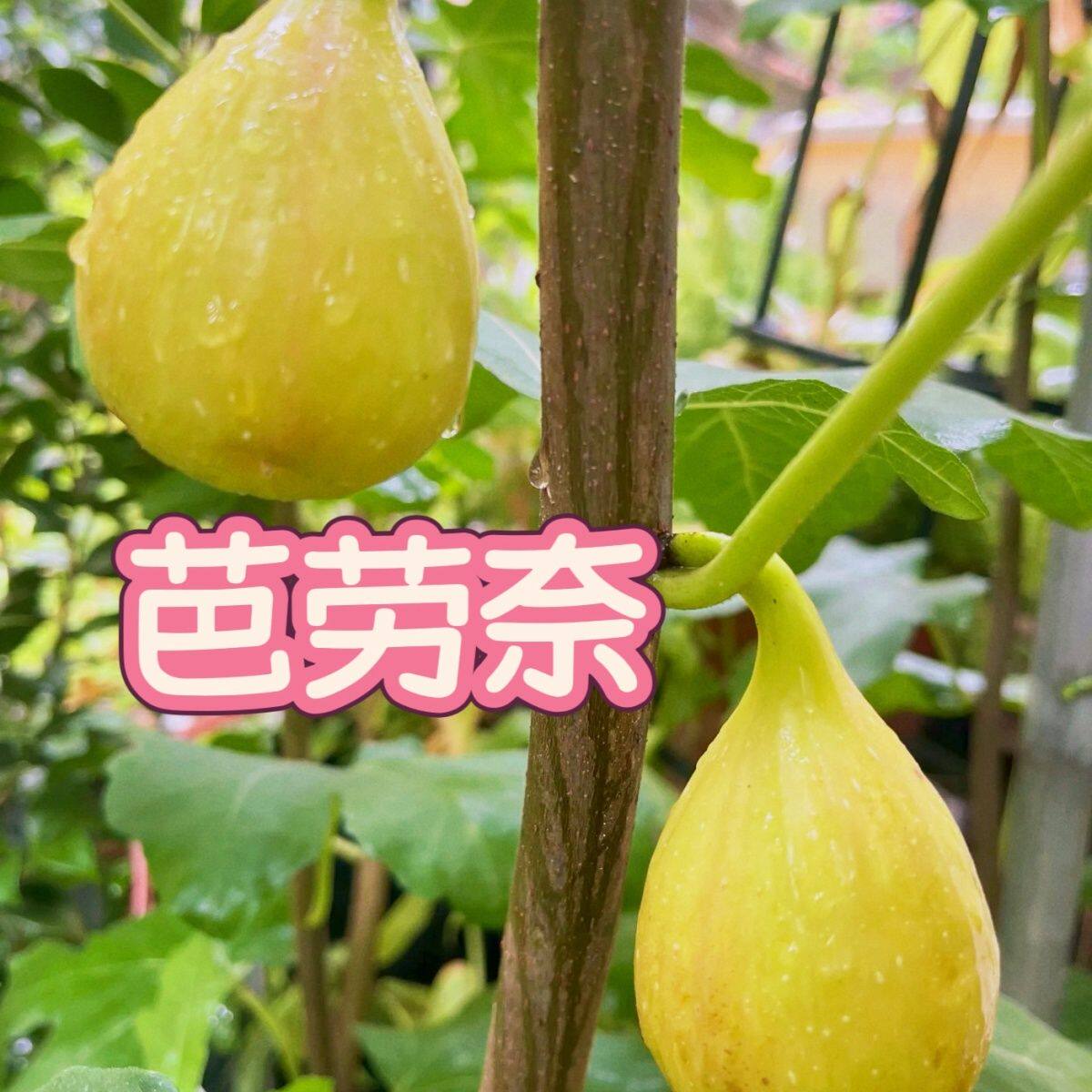 特大芭劳奈无花果树苗当年结果果树苗耐寒南北方可种植盆栽地栽