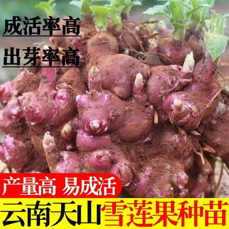 云南天山雪莲果种孑果苗秧苗籽黄心雪莲果苗红泥沙红心种球现挖