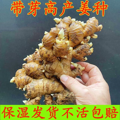 姜种带芽正宗云南本地小黄姜
