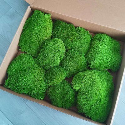 永生白发藓大灰藓室内造景青苔景观绿植仿真苔藓植绒软装