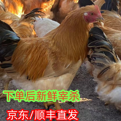 广西岑溪古典三黄鸡阉鸡扇鸡农家散养土鸡跑地鸡新鲜宰杀真空包装