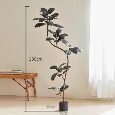 黑金刚橡皮树真HOR型绿植高端轻摆奢室内盆栽客厅生植物大落地件