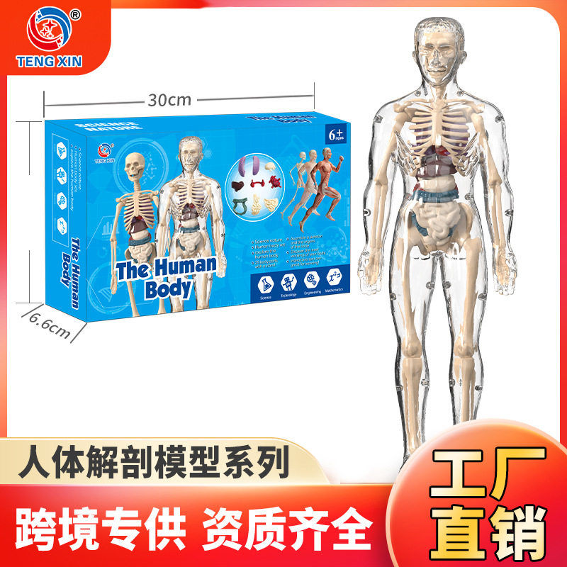 儿童早教玩具人体解剖模型仿真骨骼器官拼装医学教具夜光益智