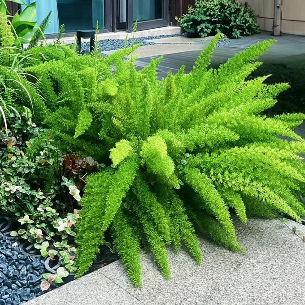 狐天门冬盆栽大苗HWTMD091室内阳台植物室外庭好植物造景四季常青