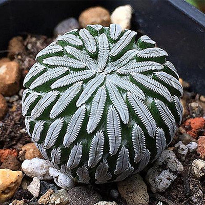 粉花精巧殿仙人球实生自根萝卜根开花仙人掌类多肉植物小盆栽趴刺