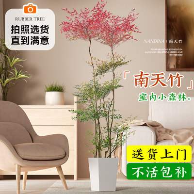 速发精品南天竹室内大型绿植盆栽火焰老桩盆景物厅土培植客蓝天竺