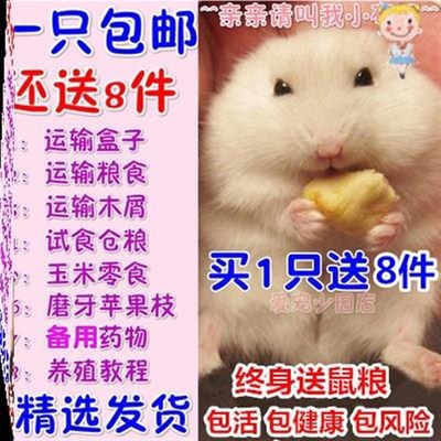 速发小仓鼠活物一笼子打过包活到家可爱一只送对仓鼠宝宝三线