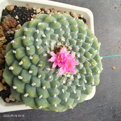 巨无霸无刺佛头自根株满须根仙人球一物一拍多肉植物沙生植物9/16