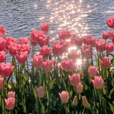 Tulip Painting By Numbers Flowers Coloring Number Home Decor