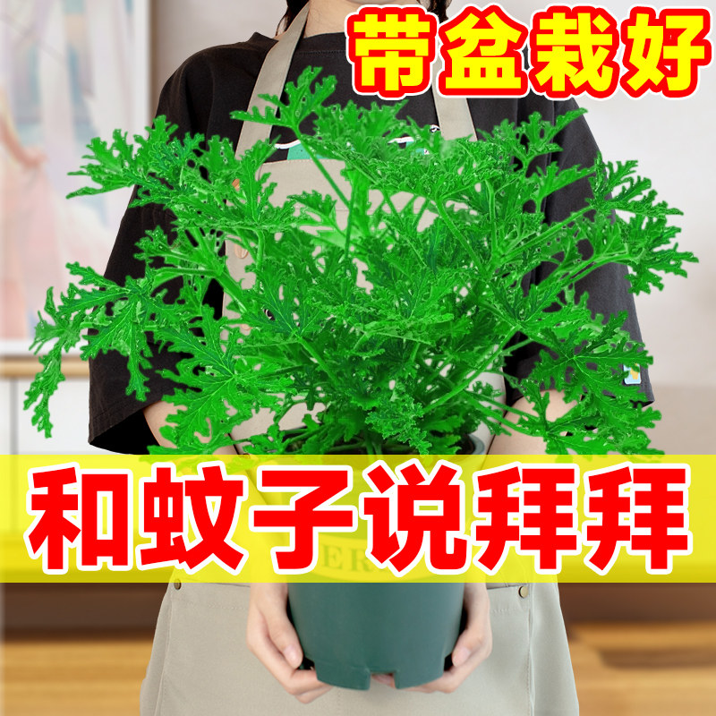 好货驱蚊草植物盆栽室内外防蚊虫阳台驱蚊薄荷绿植香叶天竺葵四季