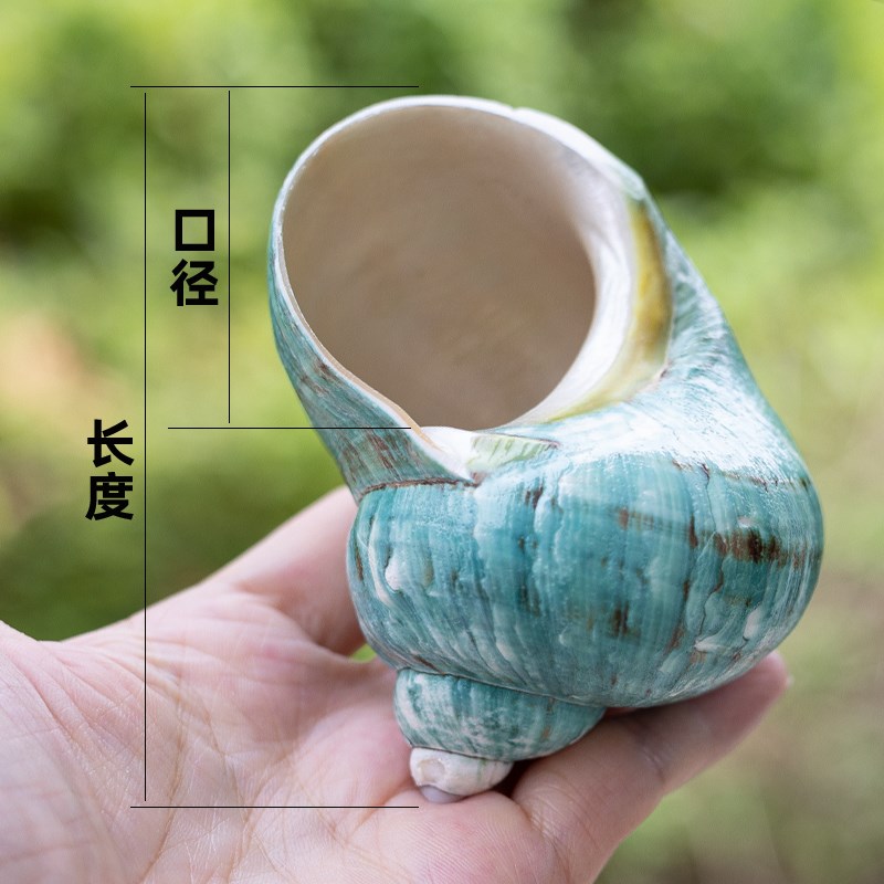 好货天然海螺贝壳抛光绿蝾螺寄居蟹壳大口径水族鱼缸造景家居摆件