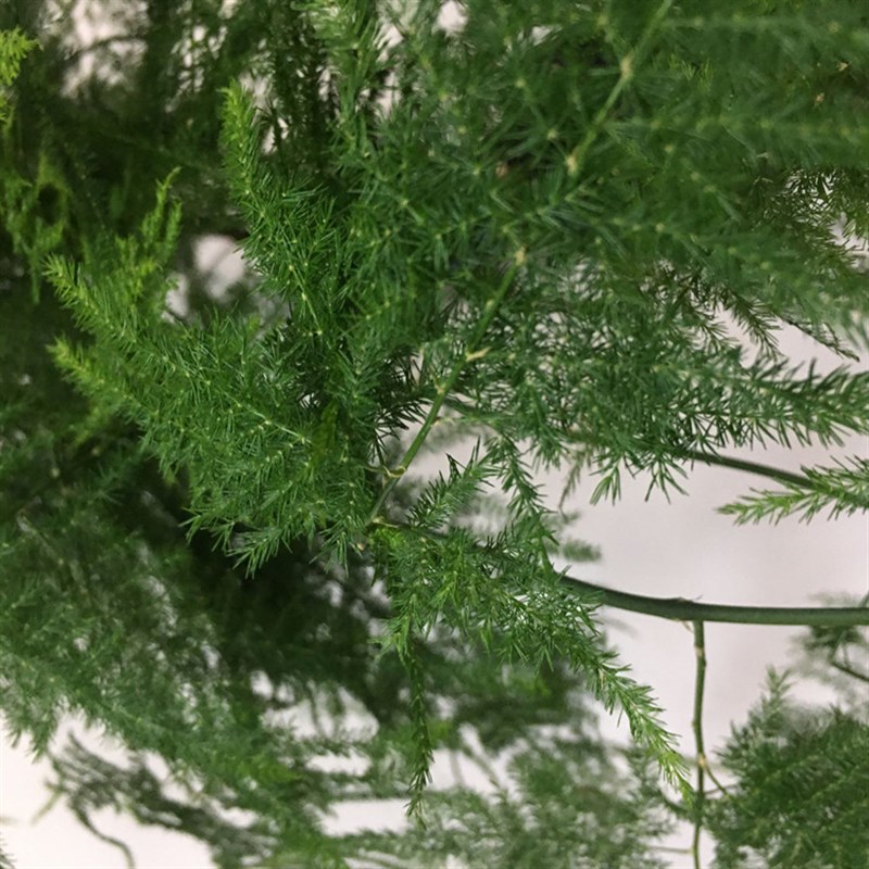 花艺插花配叶 文j竹鲜切枝 空气净化叶材 鲜花拍摄素材 同城速递