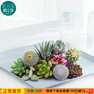 新手好养大多肉植物组合套餐仙人掌小摆件肉肉裸根盆栽玉露仙人球