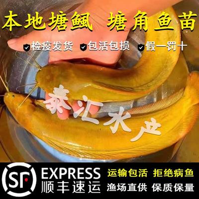 塘鲺鱼苗  塘角鱼鱼苗  皇妃一号塘角鱼 土塘虱 土鲶鱼苗 鲶鱼苗