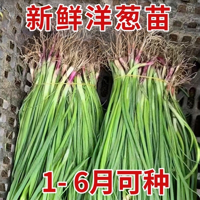 水果洋葱苗红皮洋葱大果紫皮洋葱秧苗四季耐寒二红圆葱苗花卉盆栽