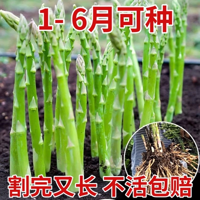 芦笋种孑种子苗根苗种根根种苗盆栽根苗籽带土蔬菜菜种籽蔬菜种子