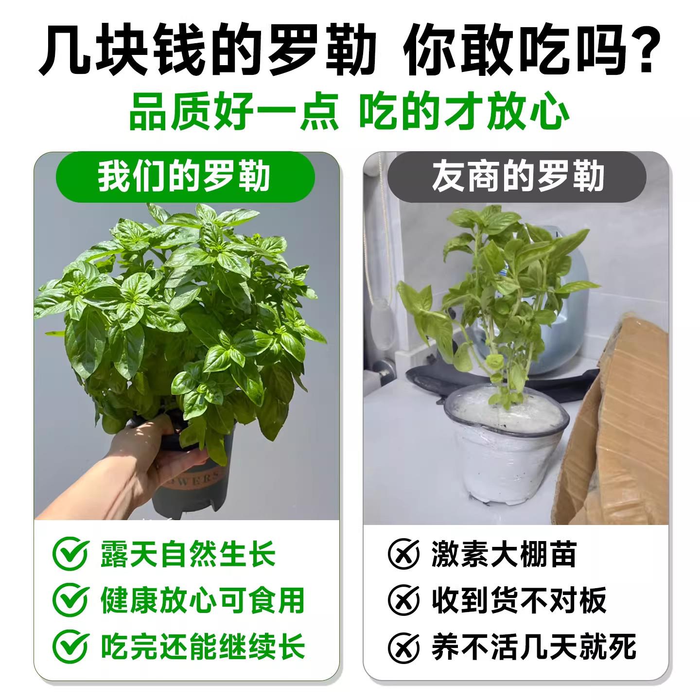 罗勒盆栽可食九层塔金H0512143不换用叶驱薄荷迷迭香室内绿植盆栽