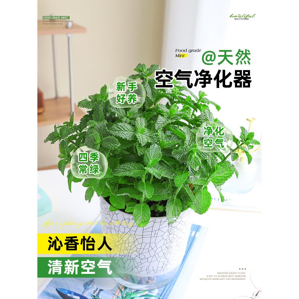 可食大盆薄荷盆栽A级大0804薄荷苗室驱香蚊绿植迷用迭猫薄荷内叶