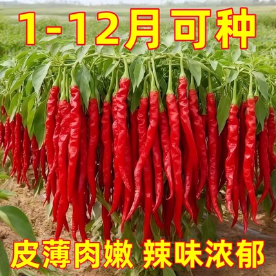 8819线椒种子超长特辣蔬菜种子红辣椒种籽四季播种大田盆栽阳台新