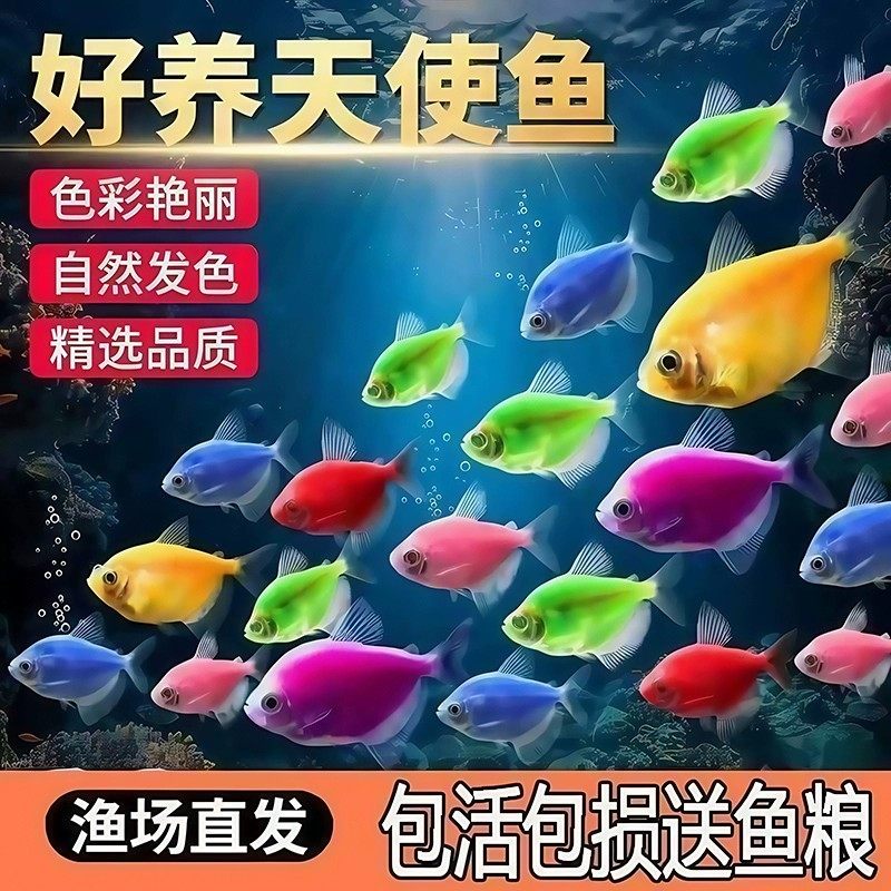 纯天然天使鱼热带淡水鱼草缸群游彩虹鱼观赏鱼学生宝妈观赏鱼宠物
