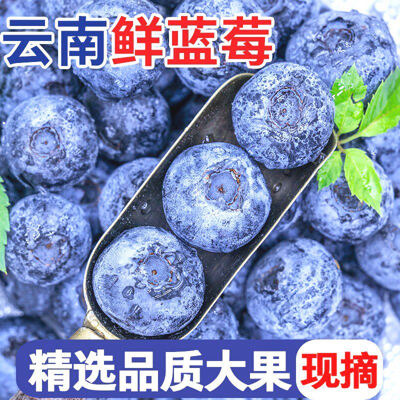 森森涛涛高端水果基地直采6盒LM蓝莓鲜果云南高山花香品种花青素