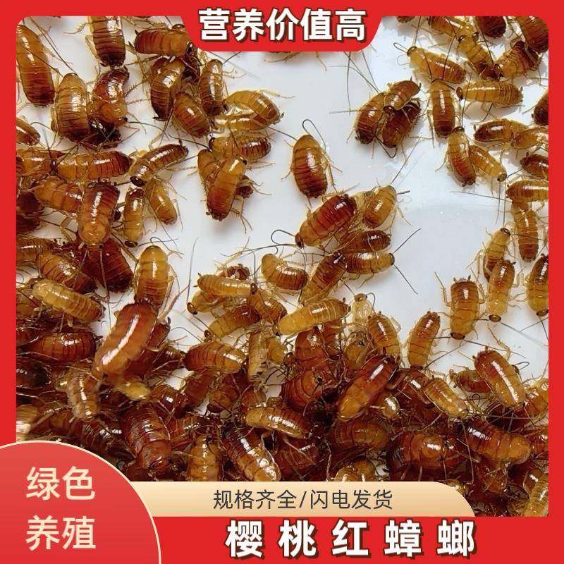 樱桃红蟑螂 爬宠蜘蛛守宫 树蛙 蚂蚁食物 龙鱼增色高蛋白蟋蟀活虫