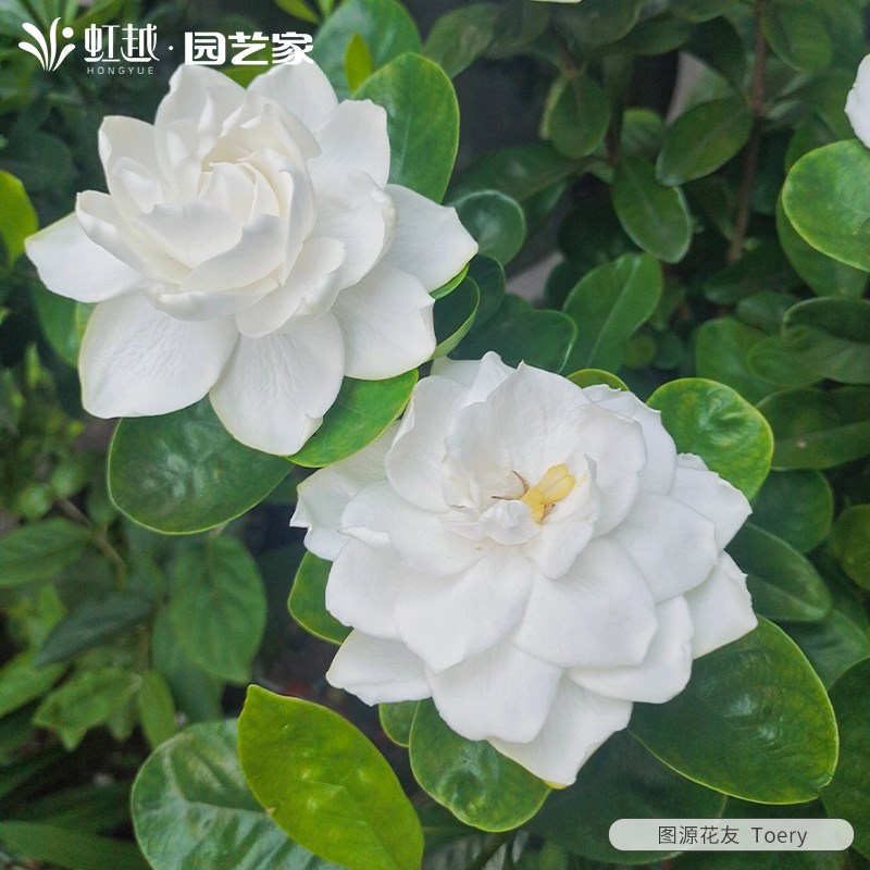 虎头茉莉花d盆栽苗阳台花园窗台室外种植栀子花四季常绿有香味花