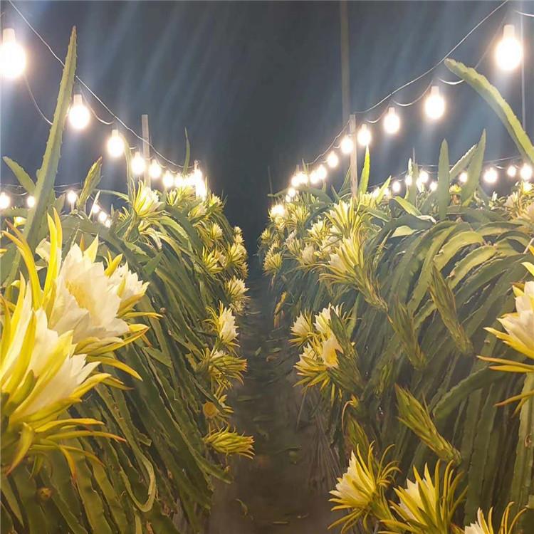 植物灯补光灯灯生长灯大棚led农场防水火龙果养殖灯串