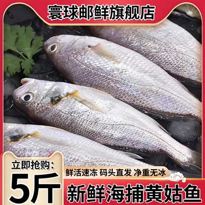 寰球邮鲜新鲜冷冻黄姑鱼冰鲜海鱼