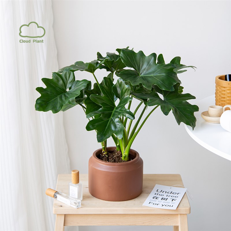 速发白云植物 春羽希望蔓绿绒北欧绿植室内盆栽花卉大桌面盆景i