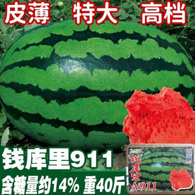 丰霸钱库里911特大少籽西瓜种子