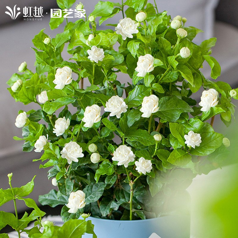 虎头茉莉花盆栽苗阳台花园窗台室外种植栀子花P四季常绿有香味花