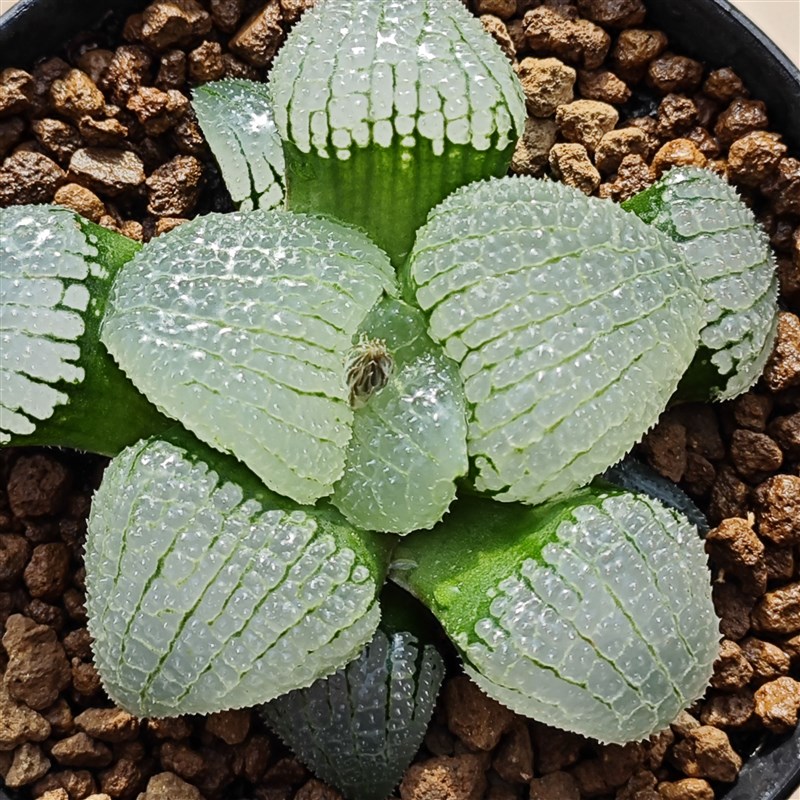 多肉植物十d二卷天空之镜7-8厘米,带原盆土发货,包邮。