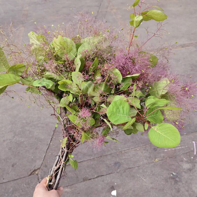雾中情人花黄栌鲜切枝水r养木本花材婚礼插花昆明鲜花基地直发包