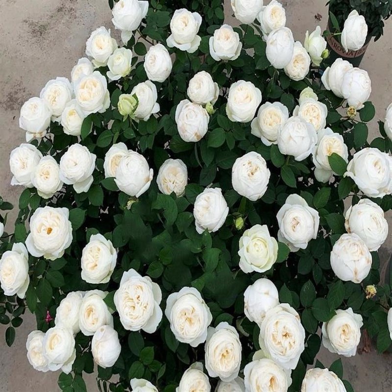 四季开大花浓香月季花苗伊芙x婚礼之路纯白色玫瑰盆栽阳台观花植