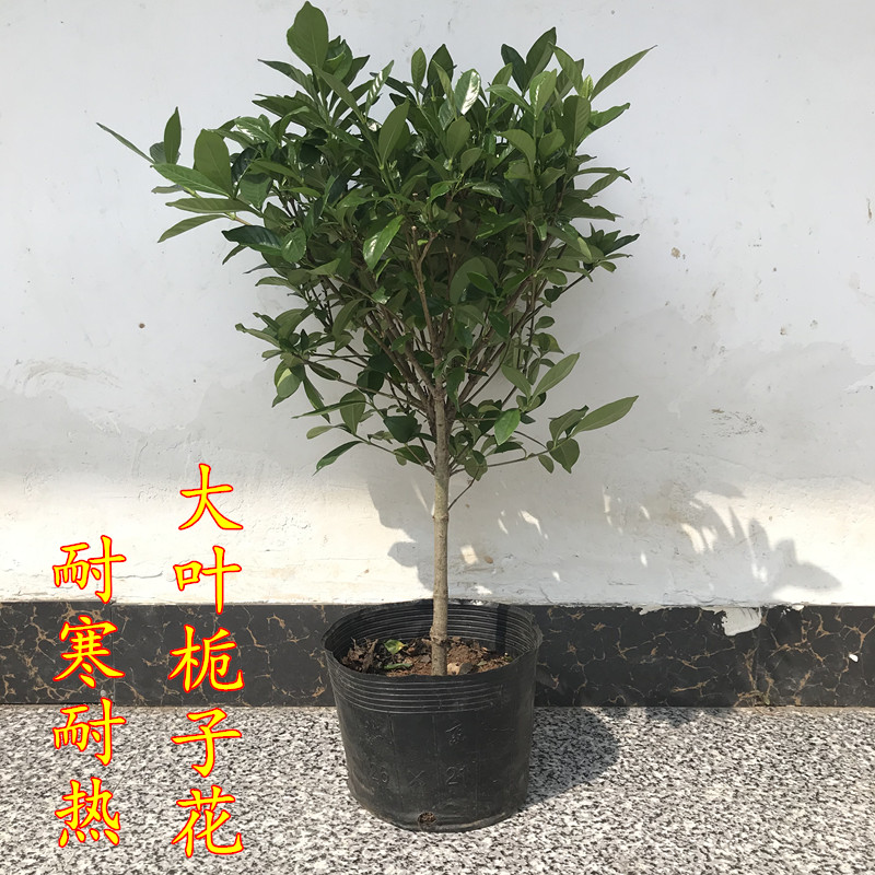 盆栽绿植花卉大叶k独杆栀子牡丹栀子花苗带花苞 浓香花卉四季开花
