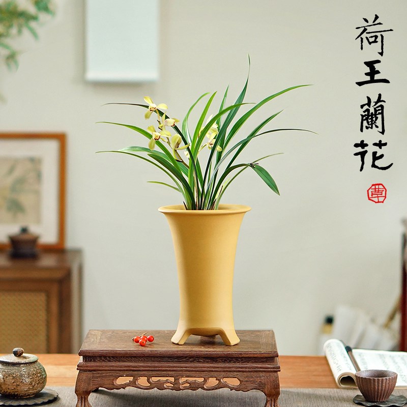 建兰四季兰荷王名品荷瓣浓t香型国兰室内书桌面绿植兰花草带盆花