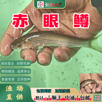 赤眼鳟鱼苗3-18厘米正宗包邮