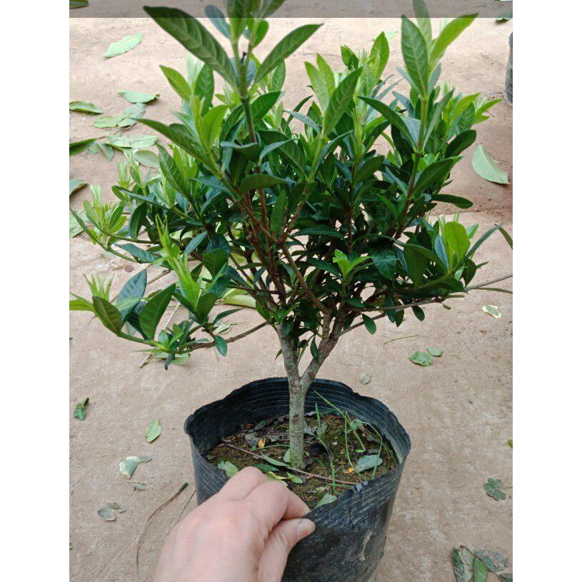 栀子花单棵 独杆小叶栀子花 罗汉栀子花盆栽地栽耐寒植物春天有花