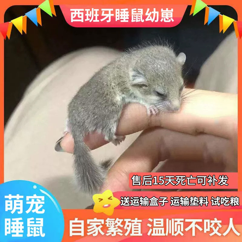 西班牙睡鼠自家繁殖幼崽活物学生宿舍好养懒人口袋粘人寝室小宠物