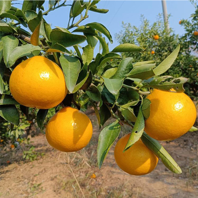 阳光一号桔柚树苗新品种柑橘苗橘子树盆栽地栽庭院种植果树果苗