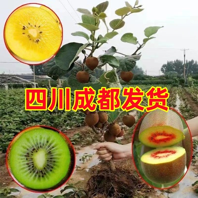 四川红心猕猴桃树苗南北方庭院种植黄心绿心徐香猕猴桃果树果苗