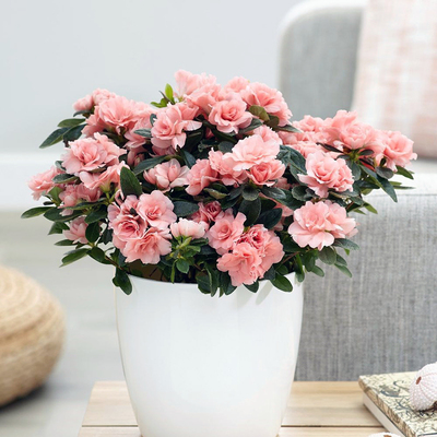 Duwu grow up easily Good raising non-flower old pile, ofte